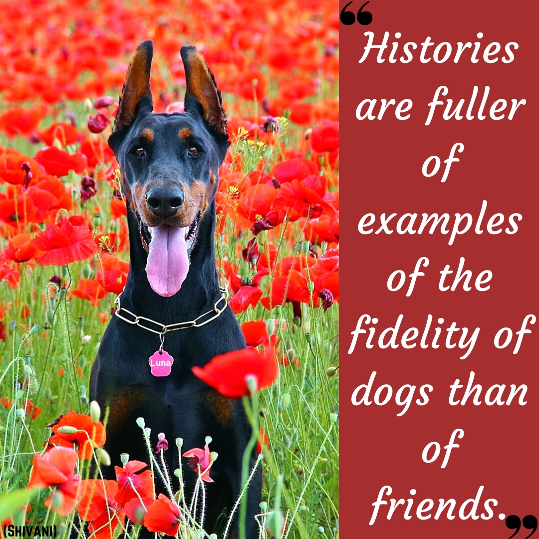 Best 100 Inspirational Dog Quotes About Love, Best Friend And Loyalty ...