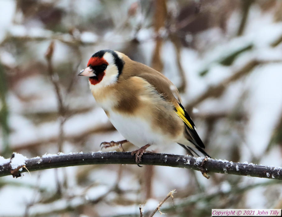 Northamptonshire Birding: Snow birds