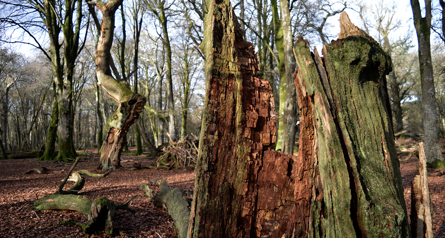 IF YOU GO DOWN TO THE WOODS TODAY....: Old wood