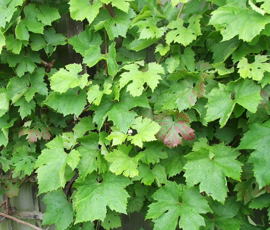 Home Grown Grapes UK.: Brant The Ornamental Grape.
