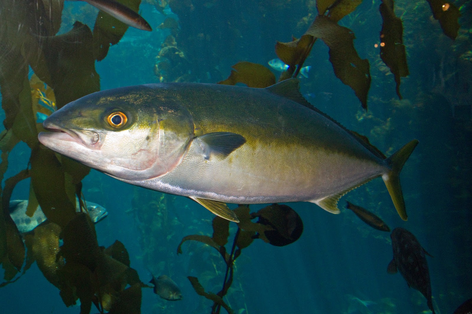 The Aquaculturists: Increase in Yellowtail Kingfish in US and Europe ...