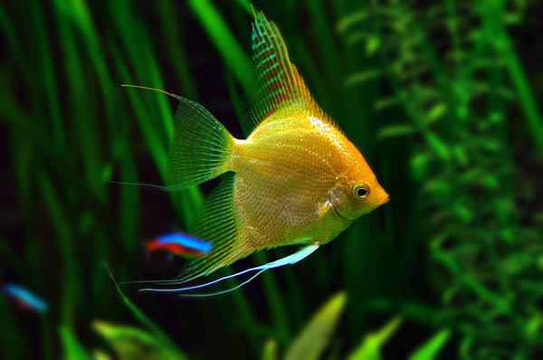 Jenis Jenis Ikan Hias AngelFish aka Manfish (Pterophyllum spesies)