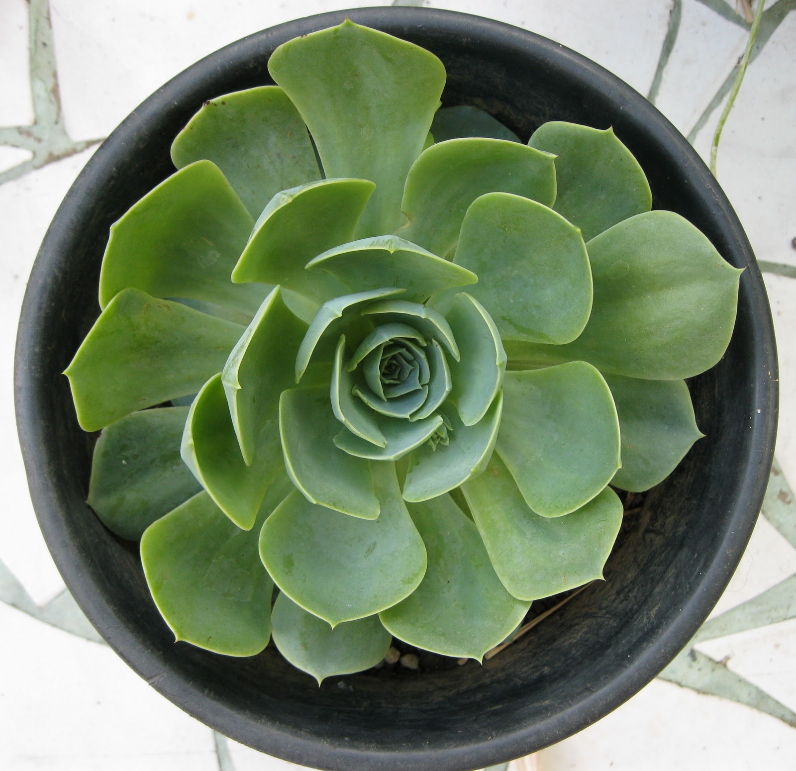 Plantando o Verde e o Verbo: Suculentas