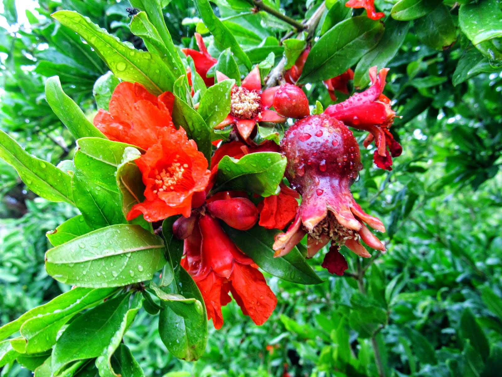 Cittaslow Botanik Park: HER DERDE DEVA BİR MEYVE NAR