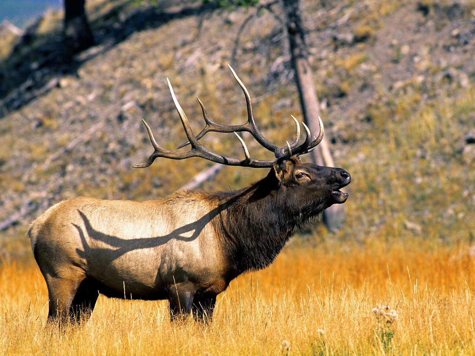Elk | Animal Amazing & Interesting Facts | The Wildlife