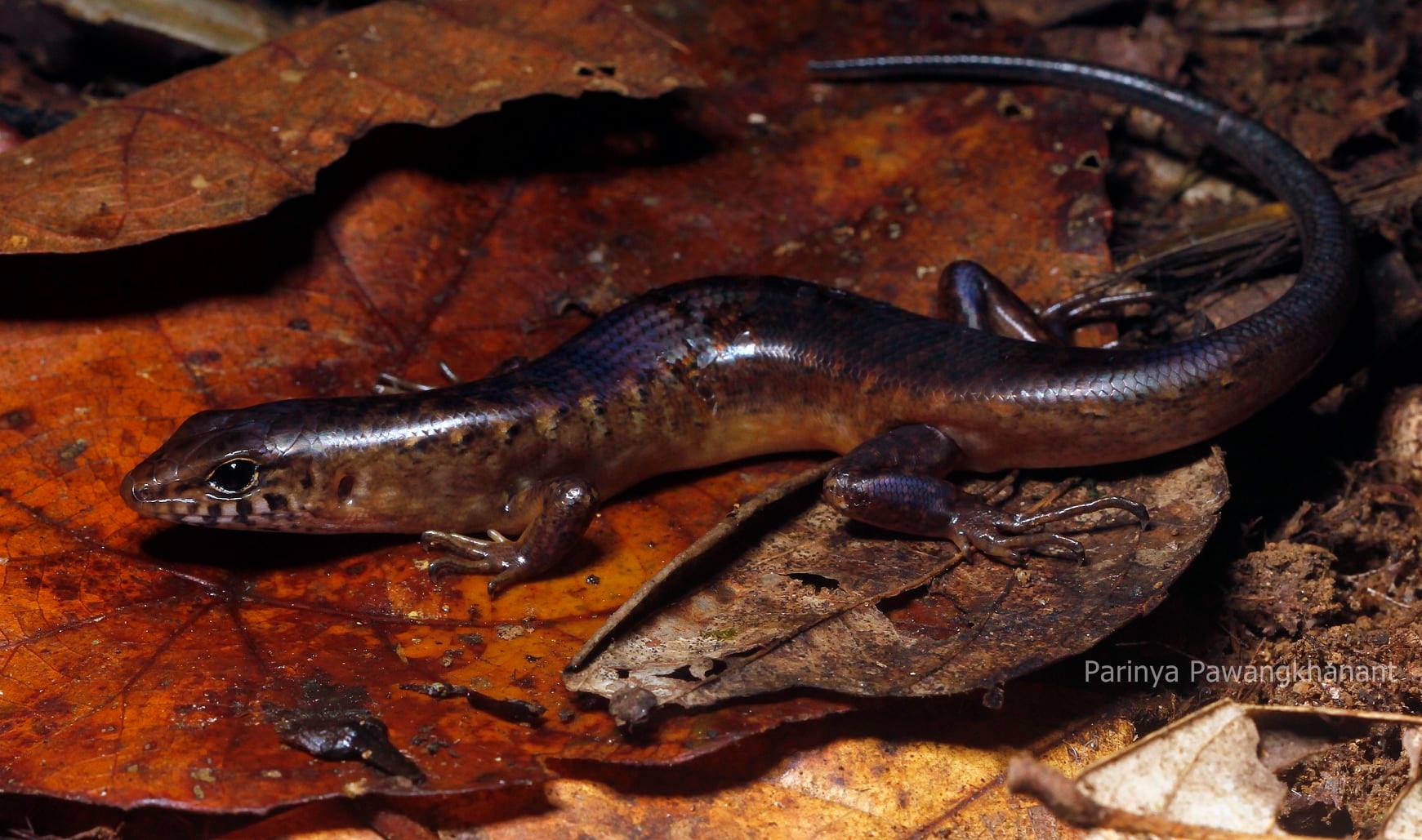 Species New to Science: [Herpetology • 2021] Gonocephalus liogaster ...