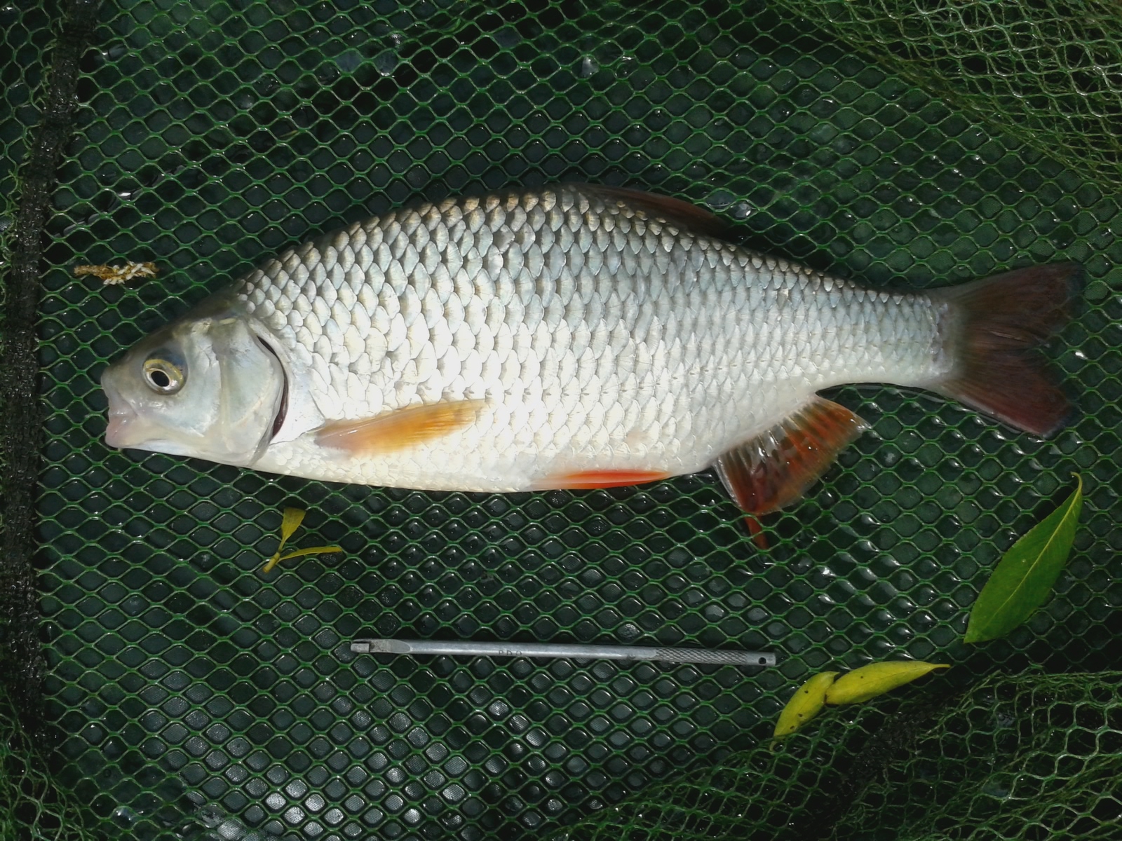 The Broads Fisherman: Mill Road Fishery, Stokesby