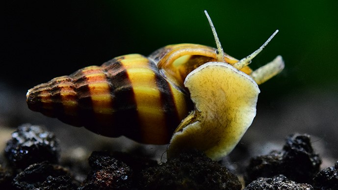 Mengenal keong Assassin - si keong pembunuh ~ Aquascape Batang