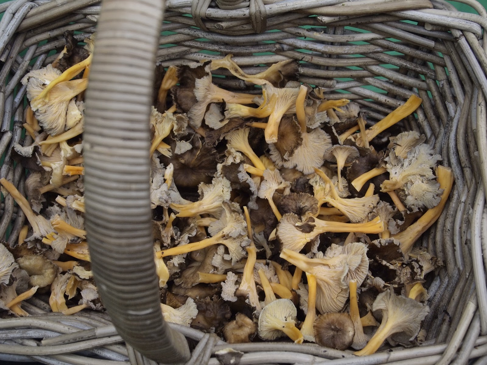 Fun with fungi: Sopp i granskog