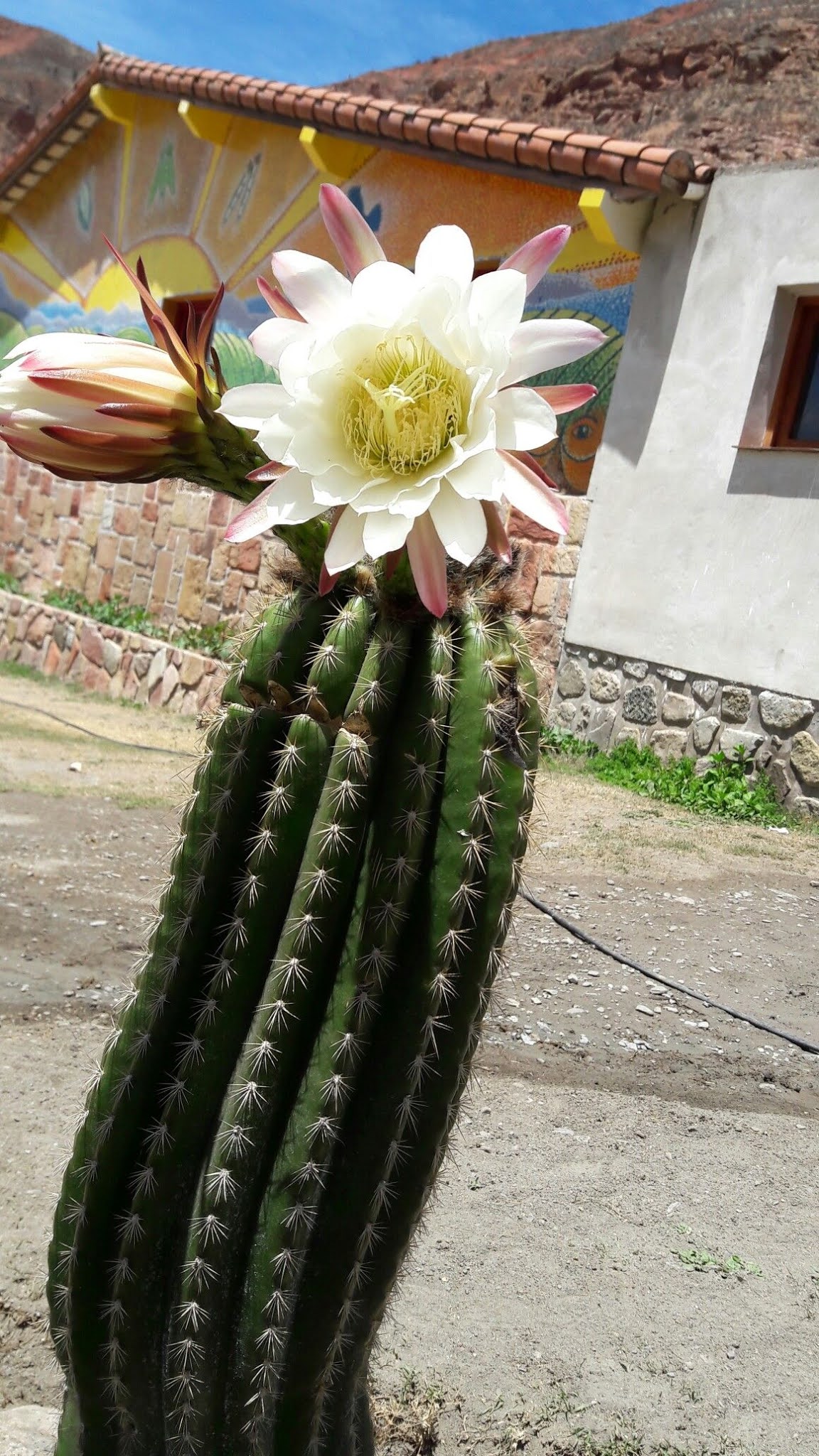 Escuela 15 DE 9 "Capitán General Bernardo O"Higgins": TERCER GRADO ...