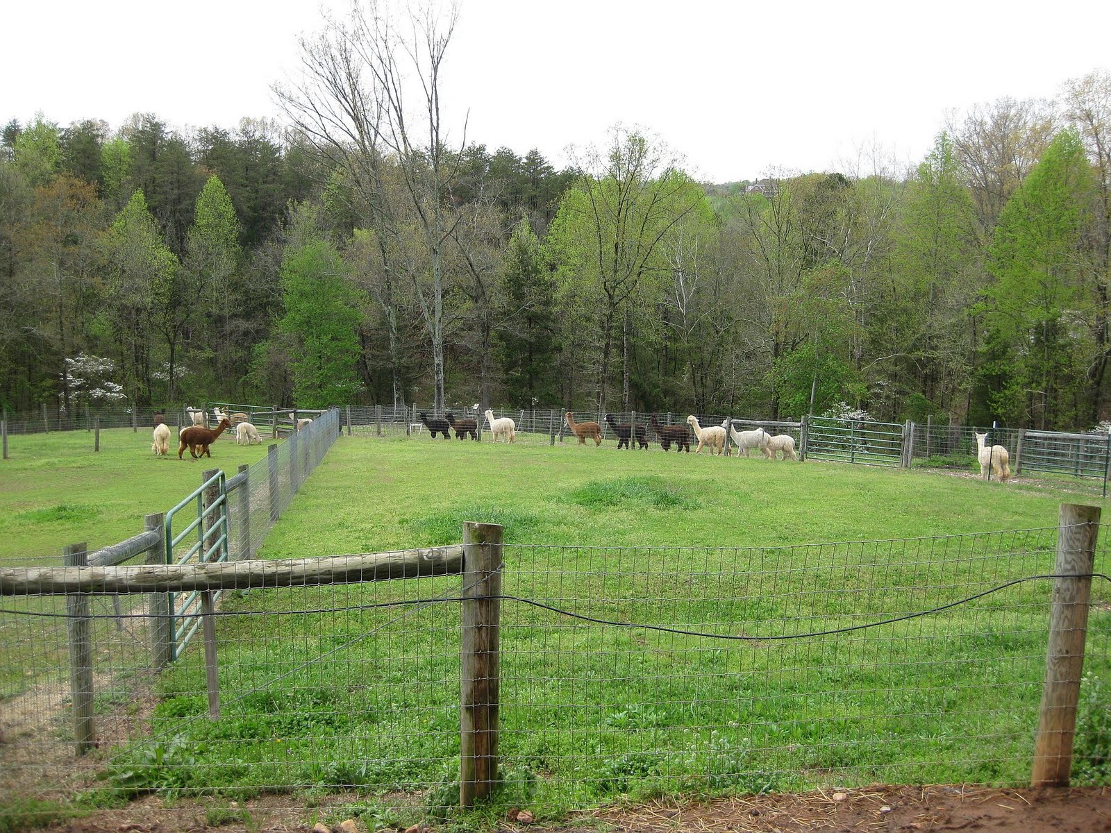 Have Ewe Any Wool?: Rivanna River Alpaca Farm and the Central Virginia ...