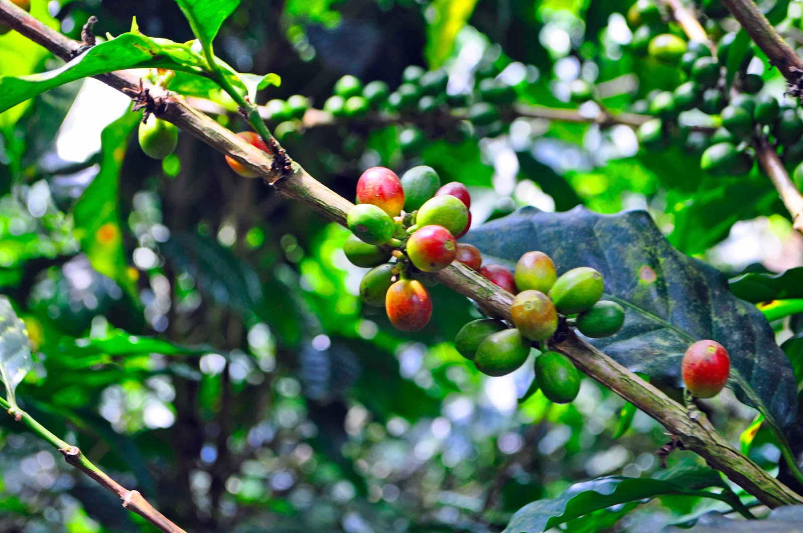 Continental Hopscotch: Don Elias Coffee Farm Tour in Salento, Colombia