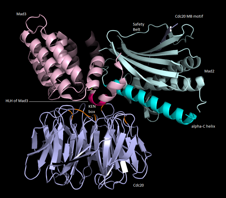 MCC: Overall Structure