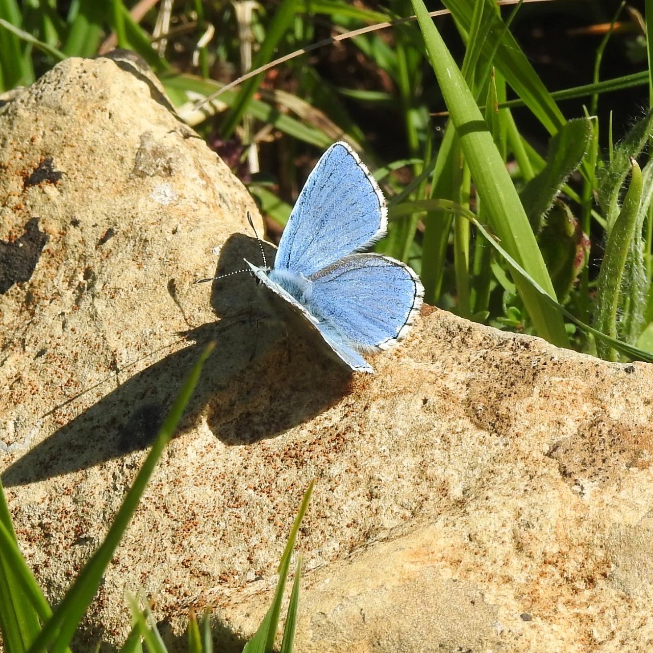 Out4aduck - A record of my birding year: Adonis Blue time on Rough Bank