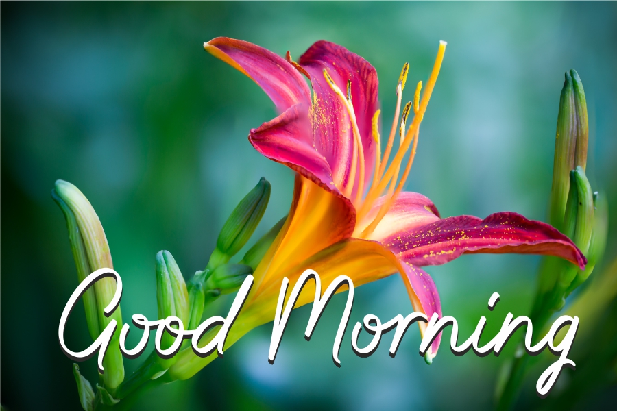 111 GREETINGS FOR - GOOD MORNING QUOTES