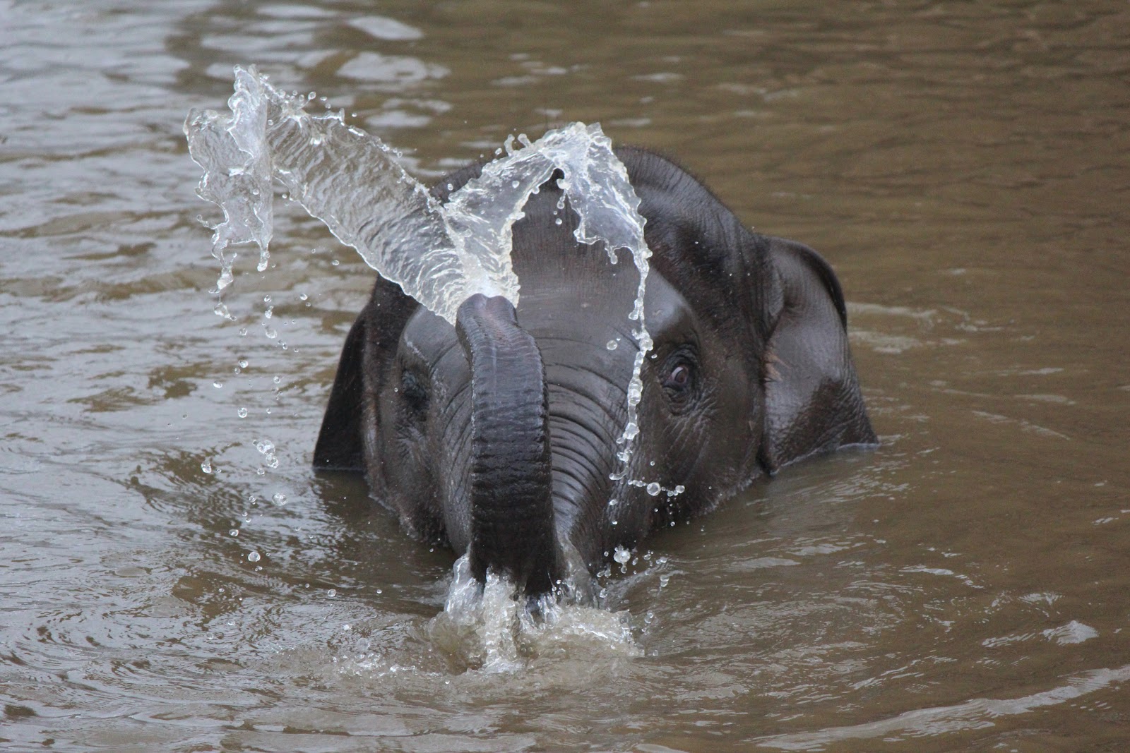 Ryan Birchall Photography: African Tembo with a black and white twist
