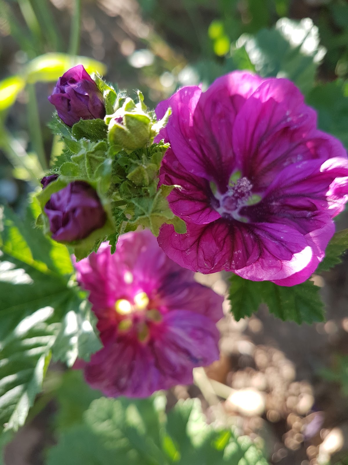 Crni sljez - dekorativna i prelijepa biljka izvanrednog ljekovitog sastava