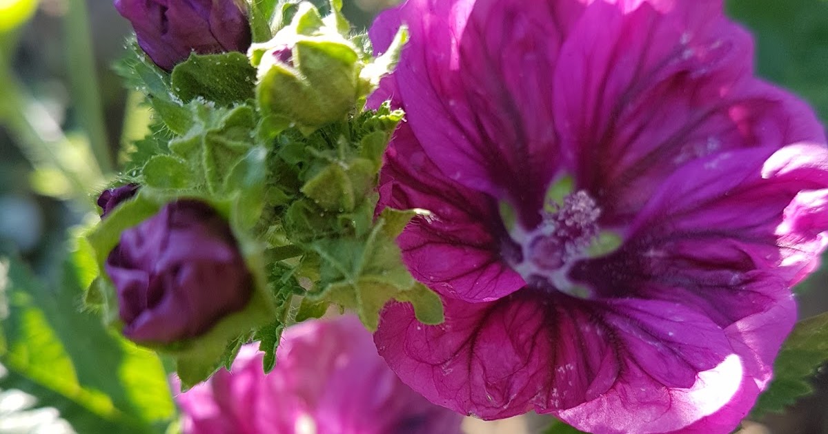 Crni sljez - dekorativna i prelijepa biljka izvanrednog ljekovitog sastava