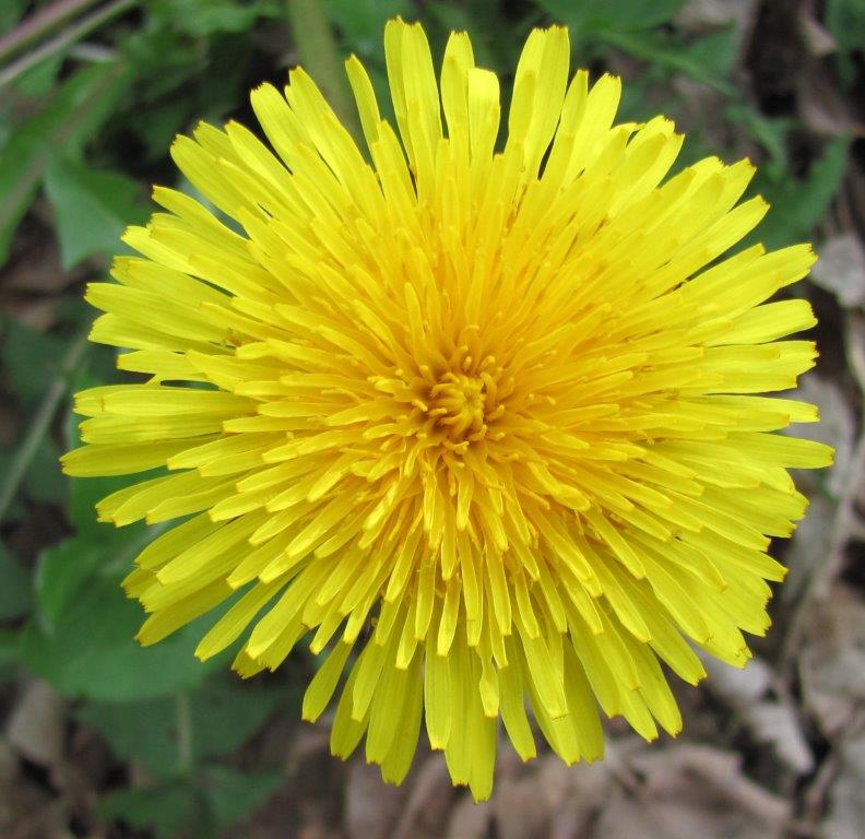 Archimedes Notebook: Wednesday Explorers Club ~ Dandelions