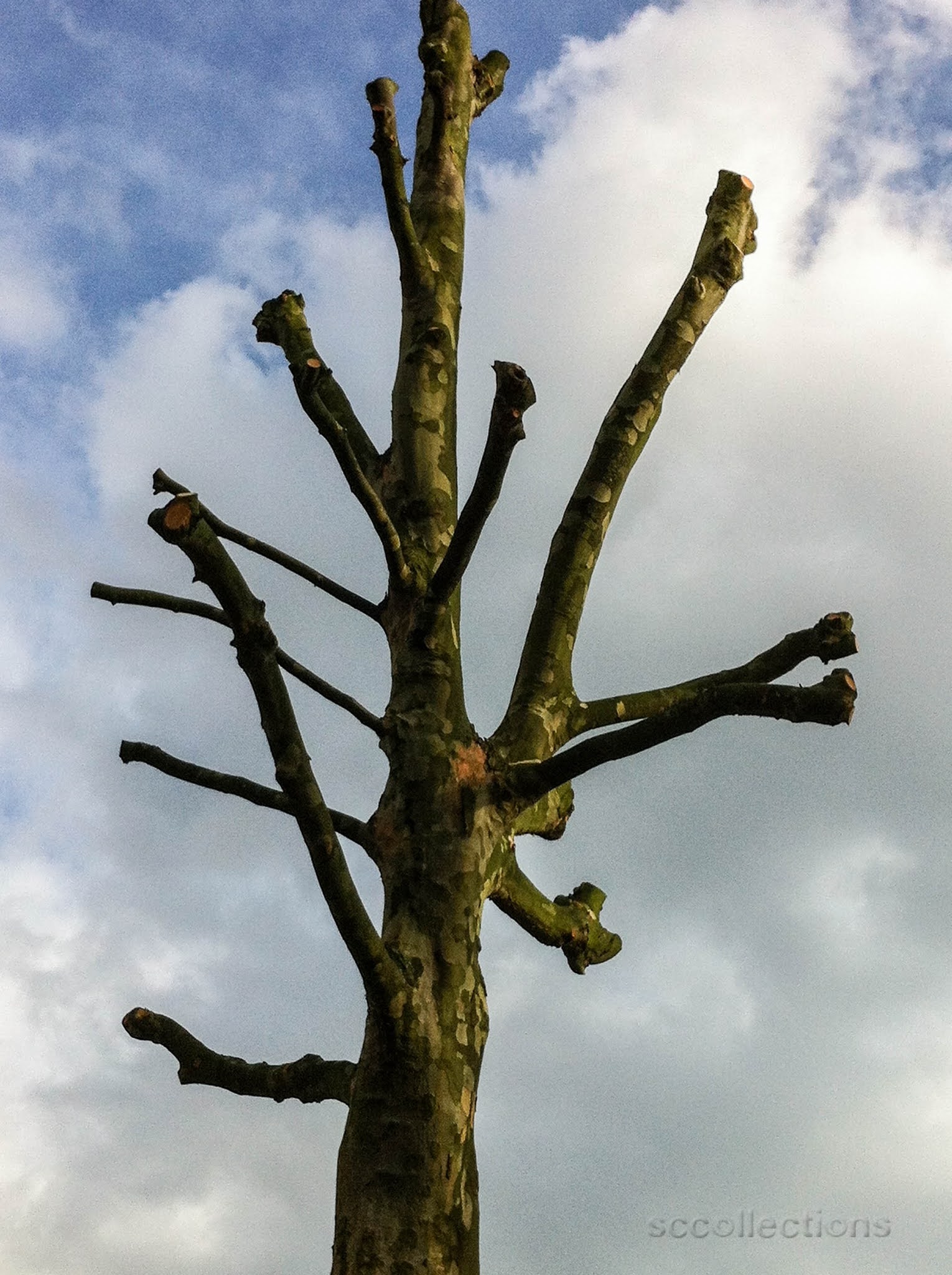 sccollections: Poor tree.