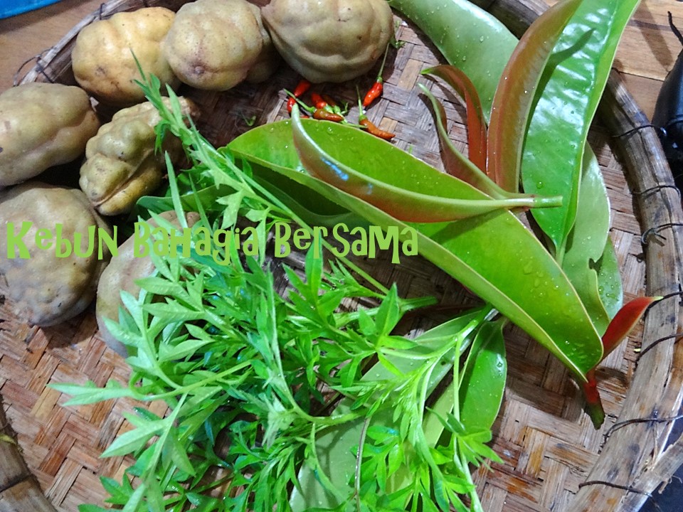 Kebun Bahagia Bersama: Pucuk daun untuk ulam-ulaman