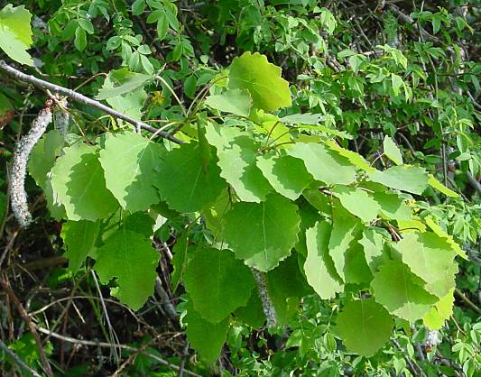 Blumensprache: Die Pappel