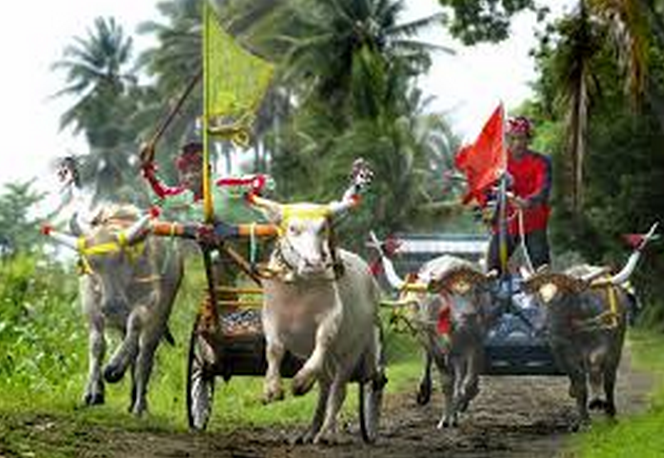 Aneka di Bali: Mekepung / Karapan Kerbau /Buffalo Races