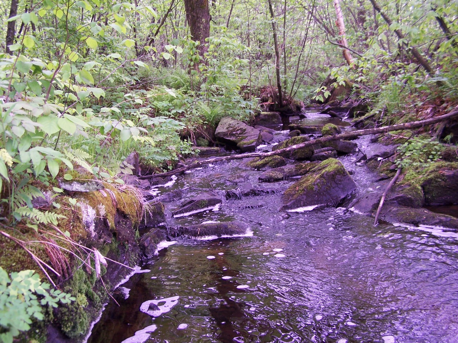 For Everything there is a Season: Kaladar Jack Pine Barrens ...