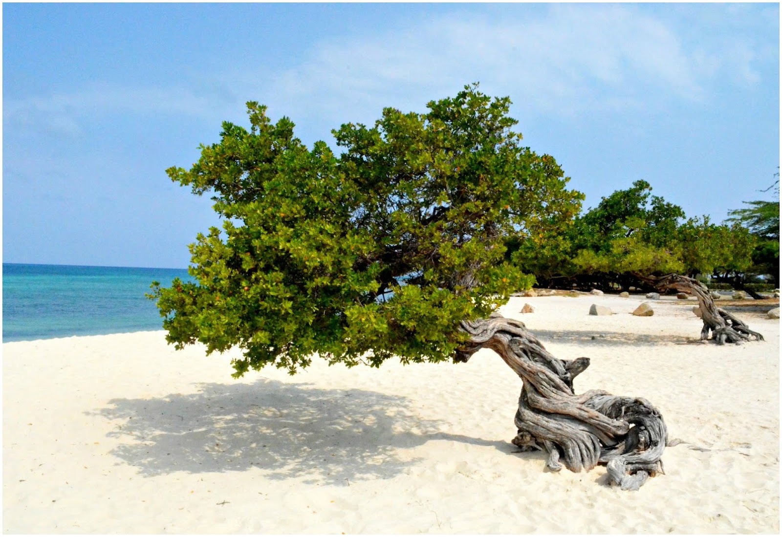 JENNIFER'S DELIGHTS OF LIFE: ARUBA: 12° N, 69° W
