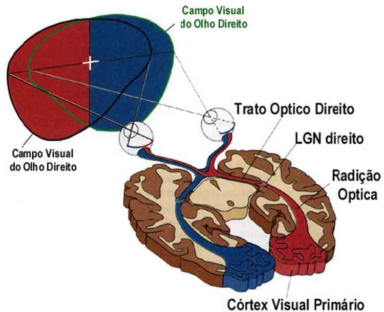 Vias Visuais; Trato Óptico
