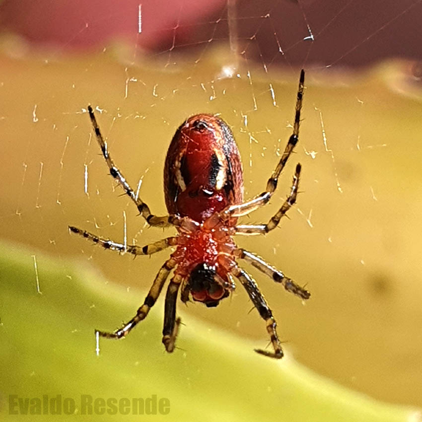 Insetologia - Identificação de insetos: Aranha Alpaida em São Paulo