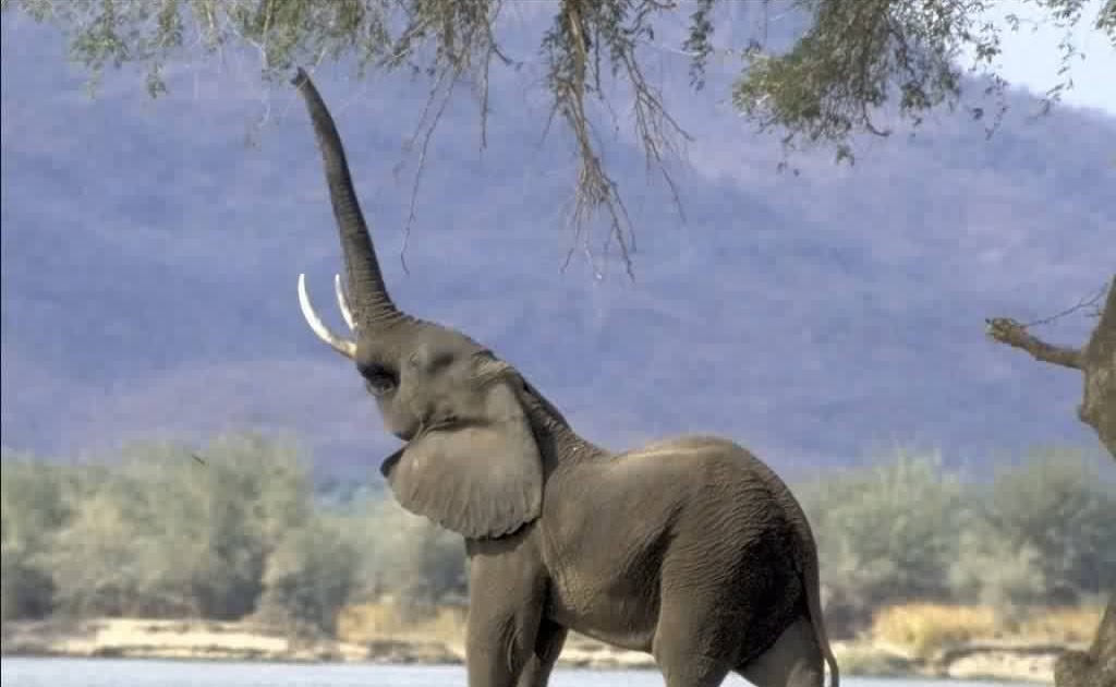 Elephant | Endangered Animals Facts, Wildlife Pictures And Videos