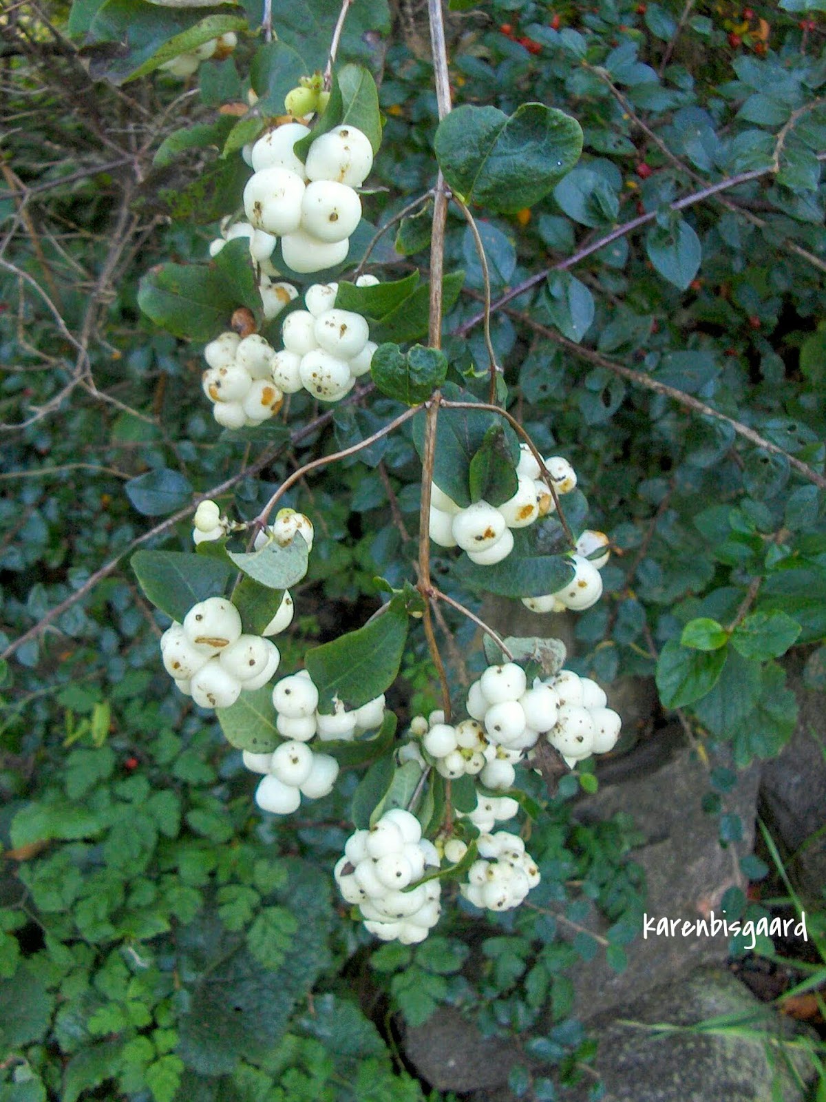 Karen`s Nature Photography: Snow Berries in Garden.