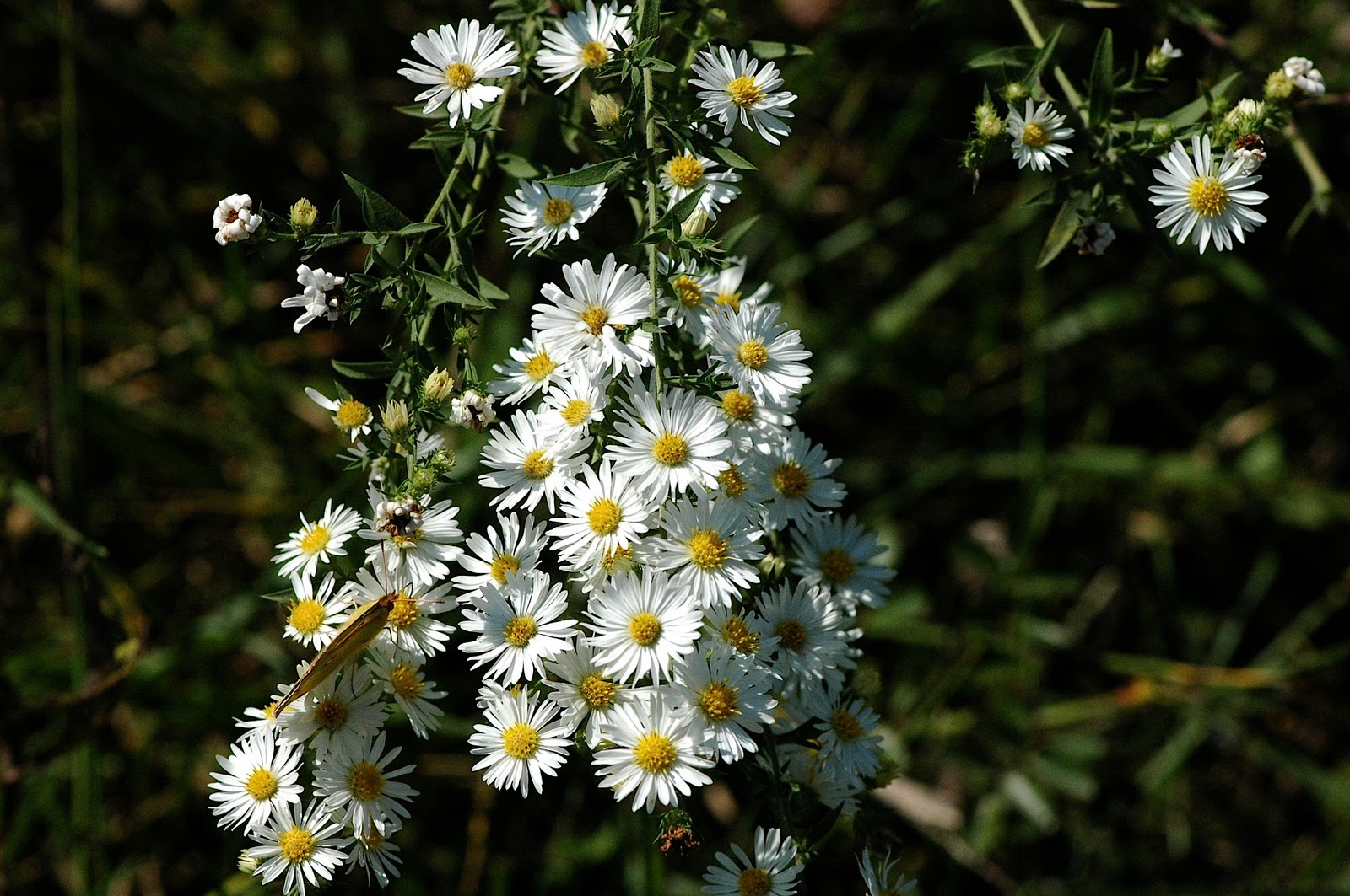 Field Biology in Southeastern Ohio: Some Ohio Asters