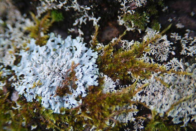 wolfs howl, lichen grows: Lichen