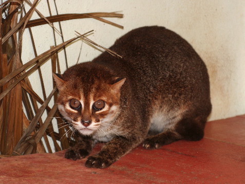 Kucing Kepala Datar, Si Perenang Handal yang Hampir Punah | Info Alam Liar