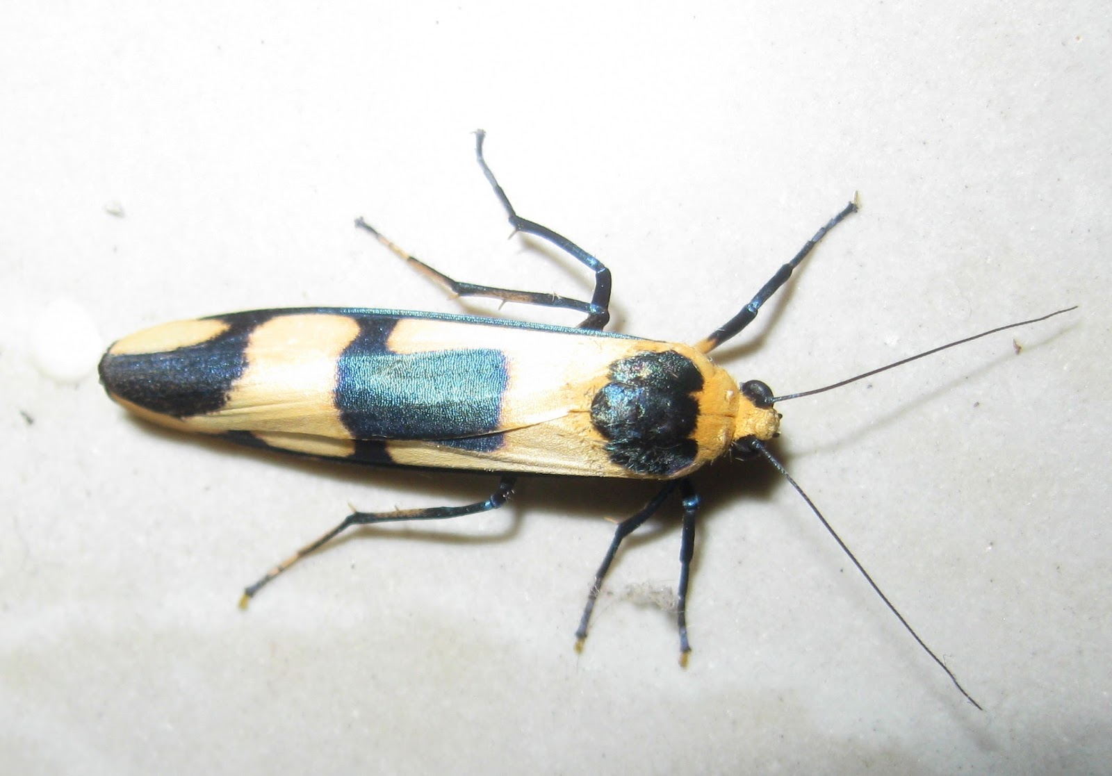 Nature Of Srilanka: Moths