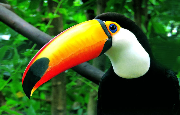 Animales exóticos: Tucán
