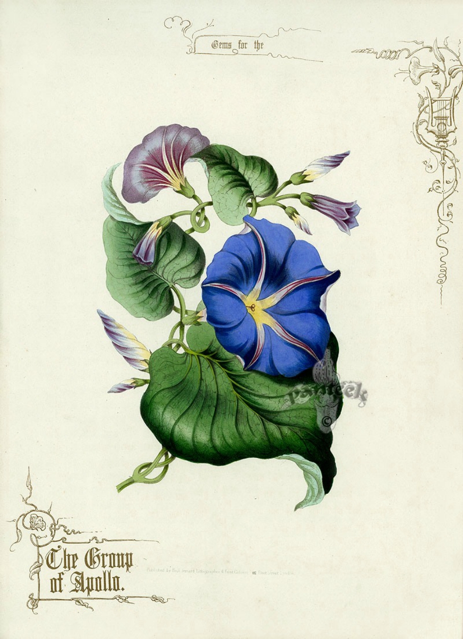 Jerrard Gems | Vintage flower | Tutt'Art@ | Masterpieces