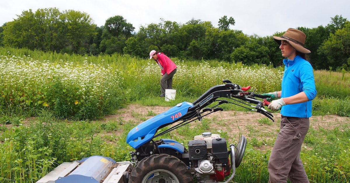 Consider planting a cover crop this fall