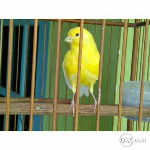 Jual Kenari AF Super, Warna Kuning Polos | Burung 9