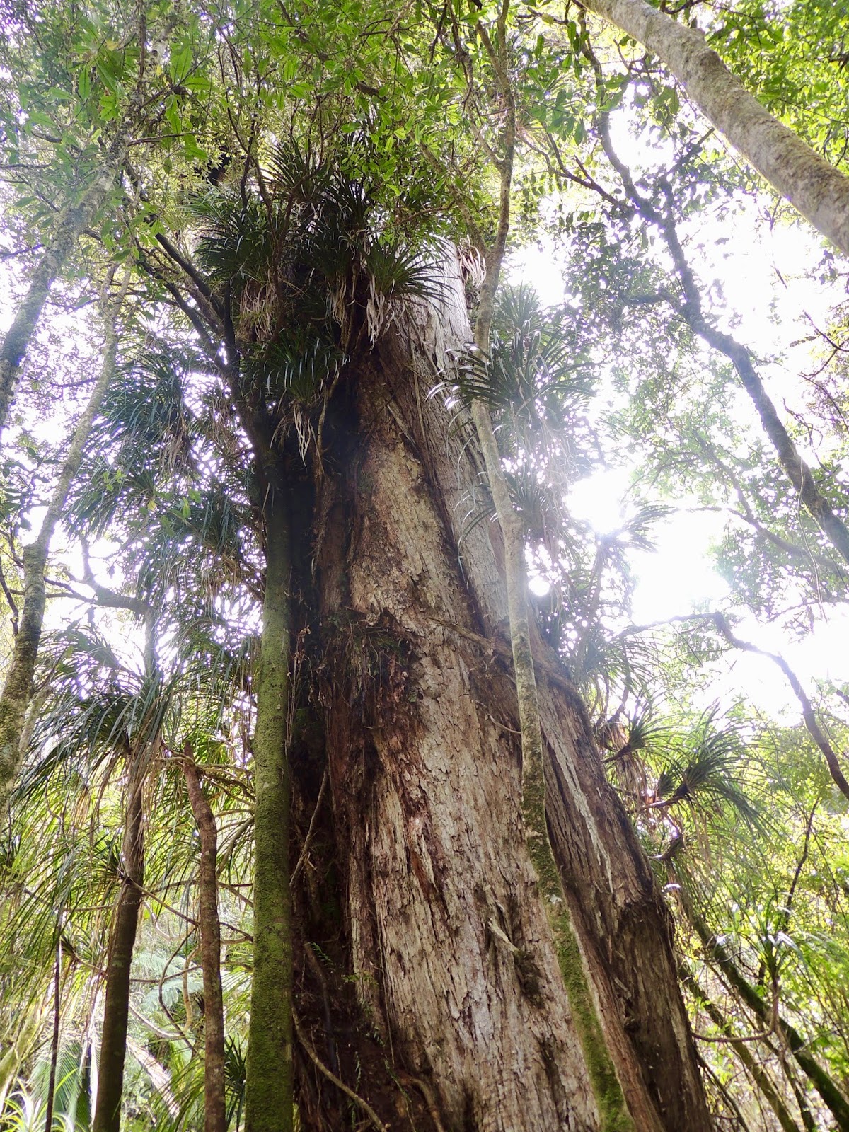 THE ROAD TAKEN : Kaituna Track