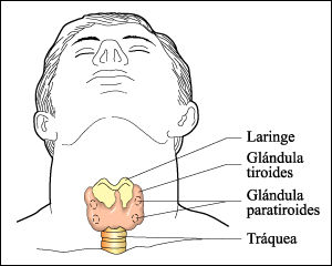 GLANDULAS PARATIROIDES