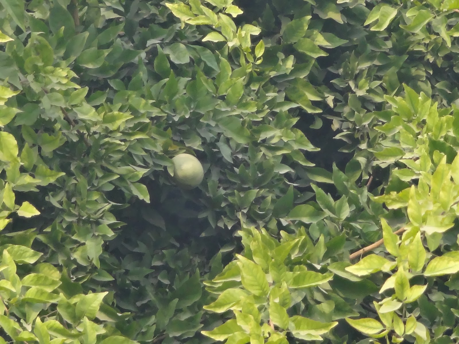 Plants of Lahore - Pakistan: Bael Fruit Tree (Bilgree)- Enjoy drinks of ...