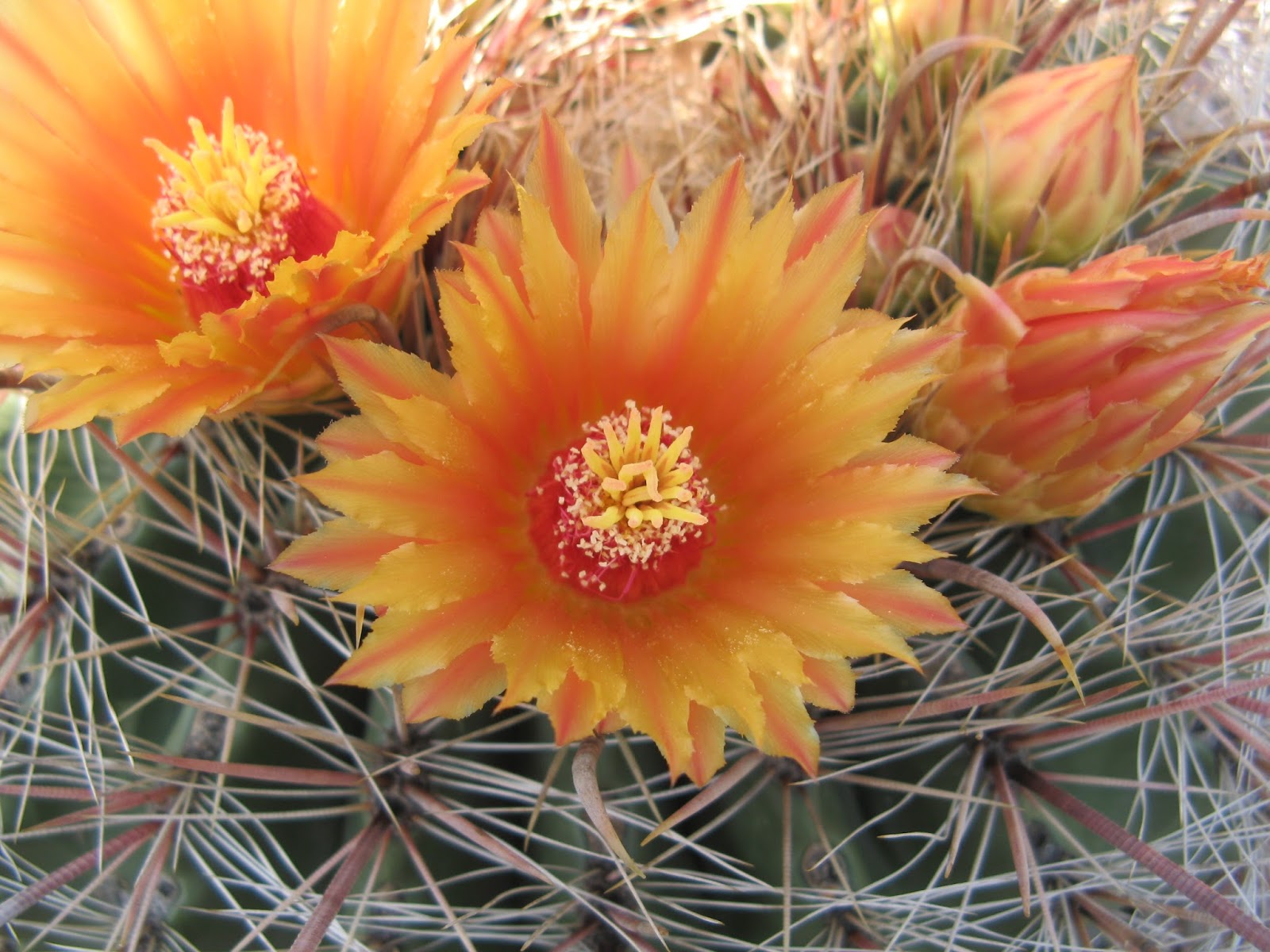 edensouthwest: Ferocactus Wislizeni