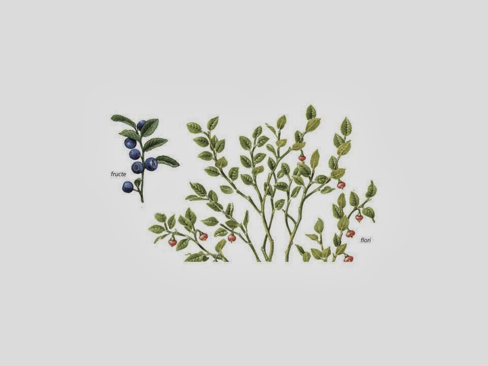 Totul despre plantele medicinale romanesti: Afinul