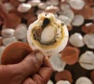 Mengenal Jenis Kerang Simping Secara Lengkap | IKAN DAN LAUT