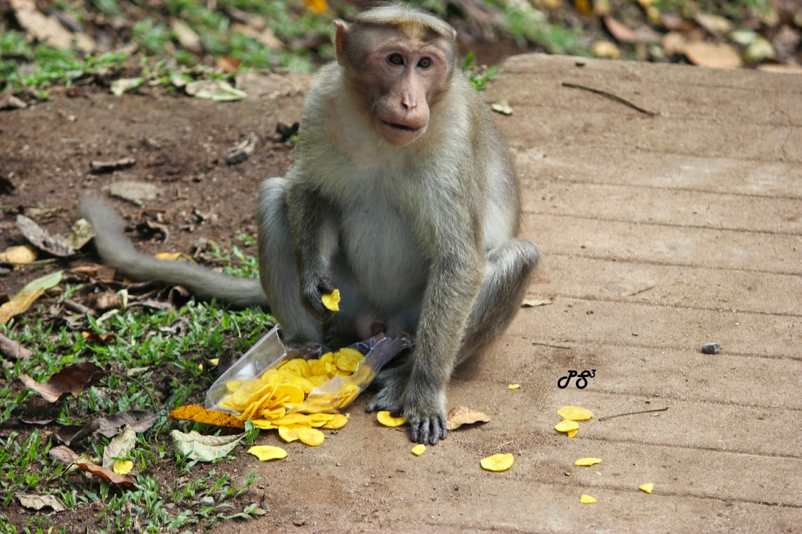 Postcards from Periyar Wildlife Sanctuary, Thekkady – Myriad Blends