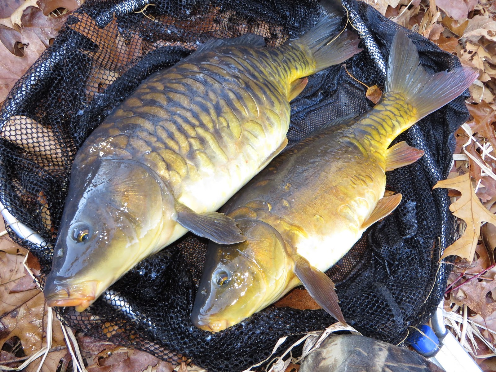 Rhode Island Carp Fishing: Sweet Corn a Killer Bait Right Now