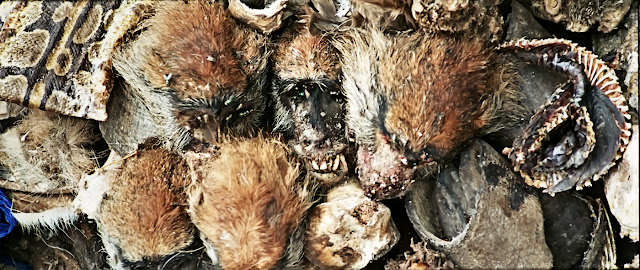 Notes From Different Spots: Mara Bagga Yorro / animal body parts market ...